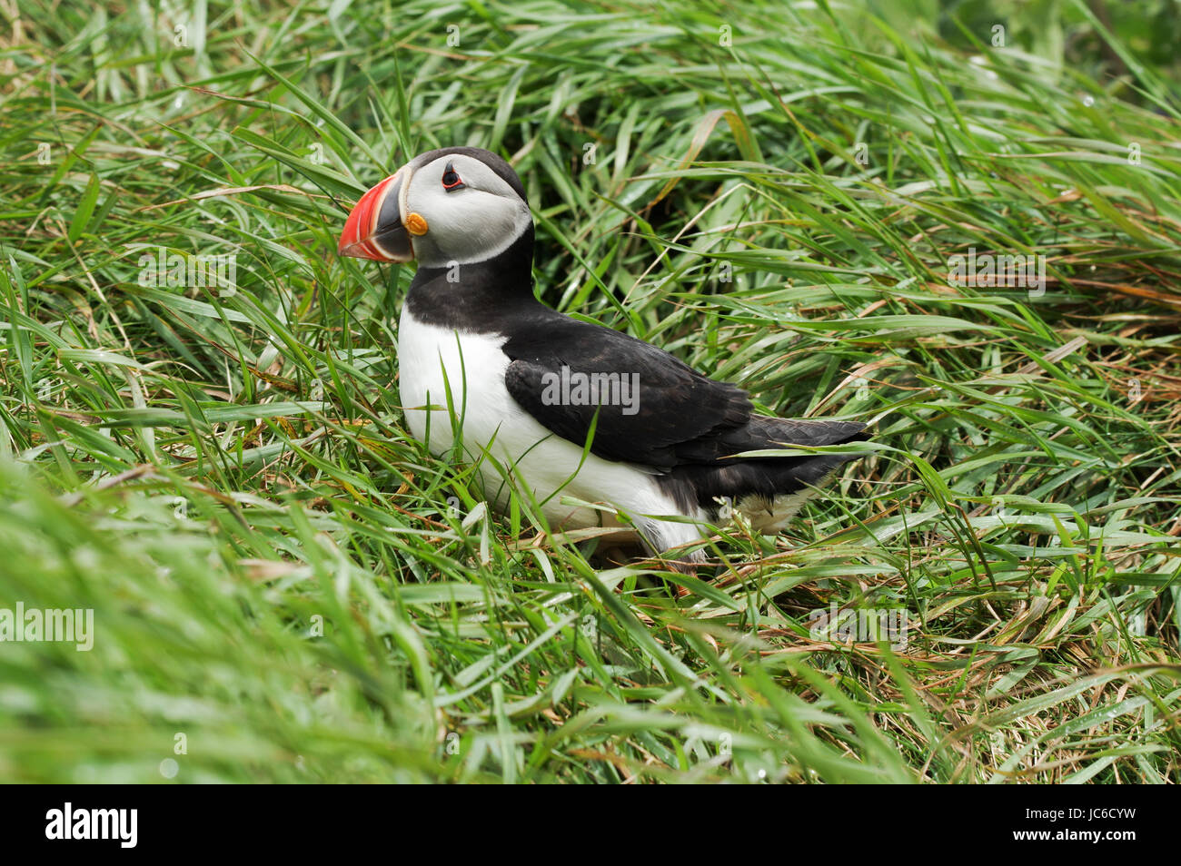 Atlantic puffin colony on Staffa - Isle of Mull, Scotland Stock Photo ...