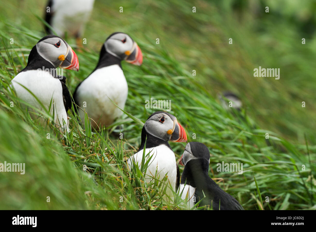 Atlantic puffin colony on Staffa - Isle of Mull, Scotland Stock Photo ...