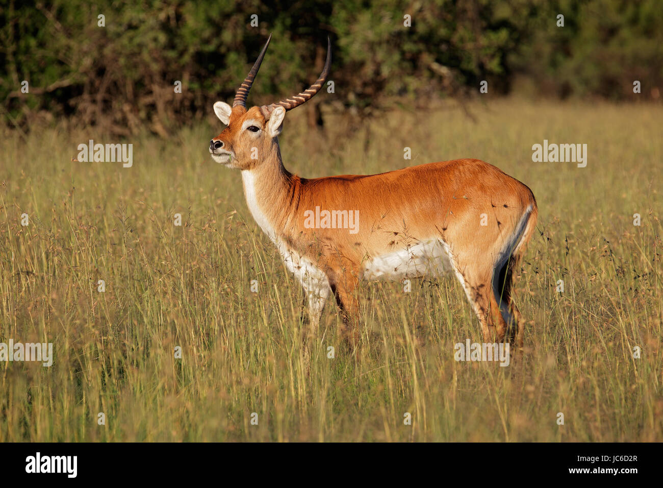 Male red lechwe antelope (Kobus leche) in natural environment, southern ...