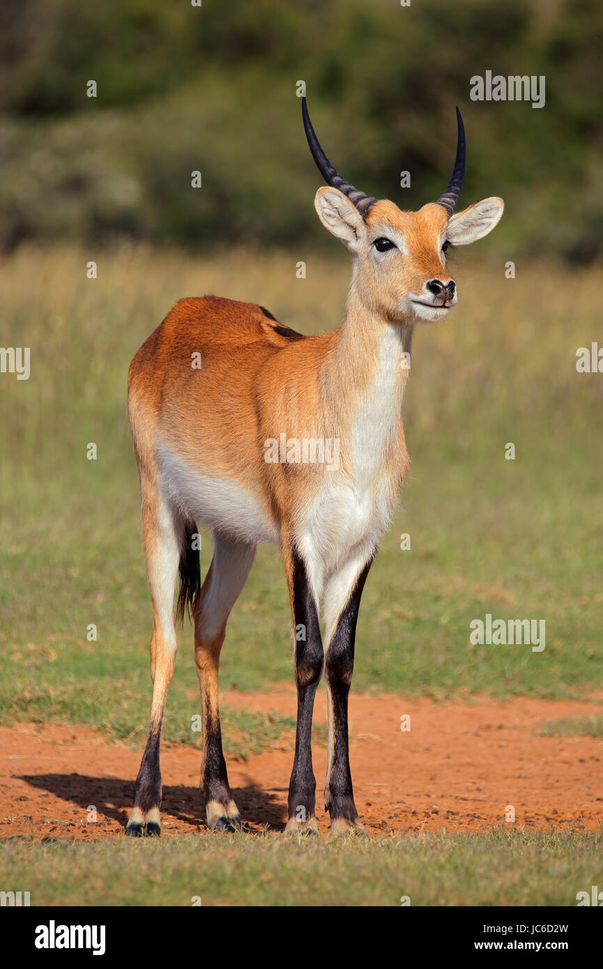 Male red lechwe antelope (Kobus leche) in natural environment, southern ...