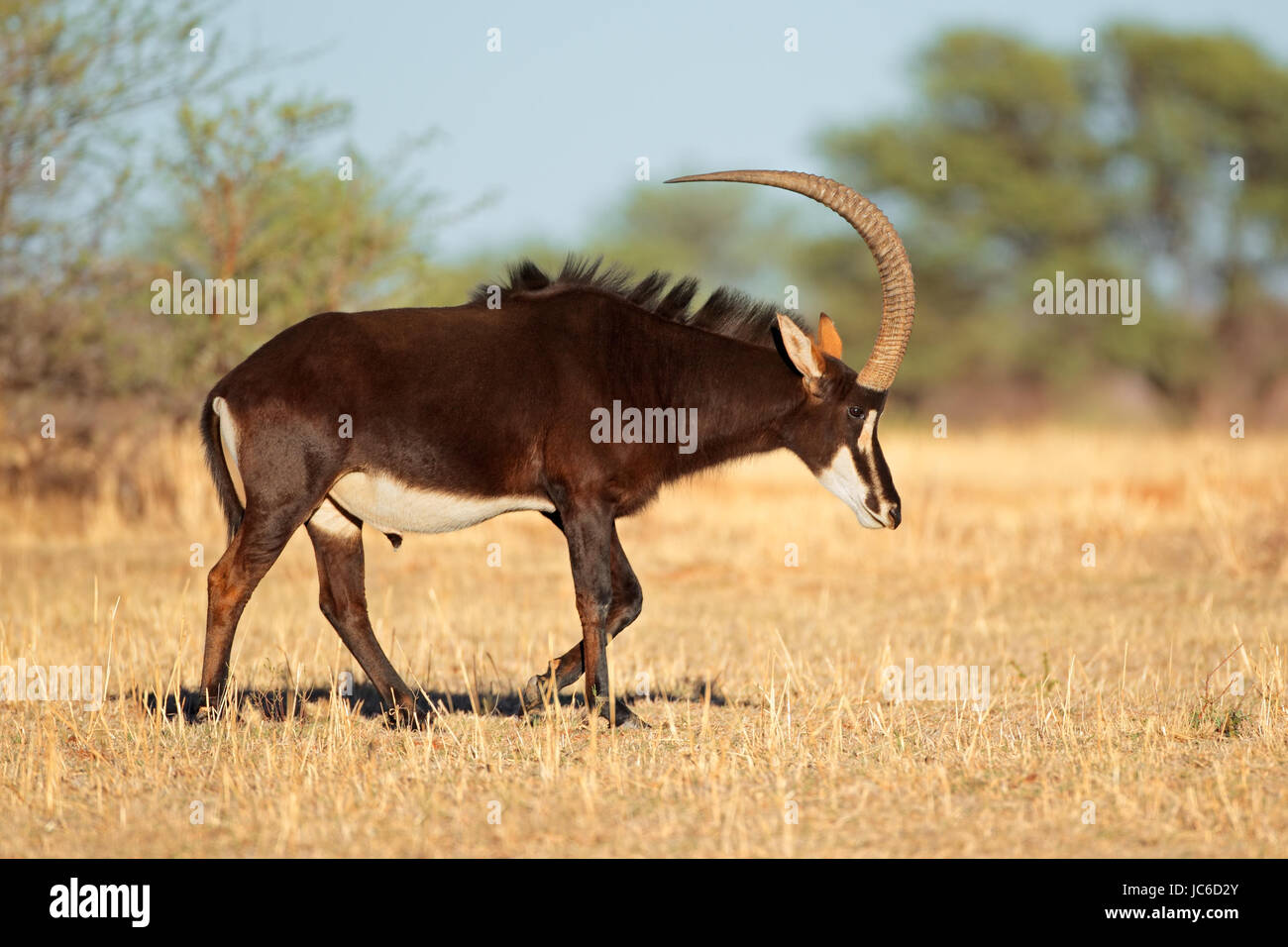 Male sable antelope (Hippotragus niger) with magnificent horns, South ...