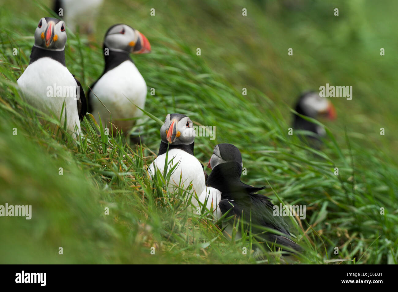 Atlantic puffin colony on Staffa - Isle of Mull, Scotland Stock Photo ...