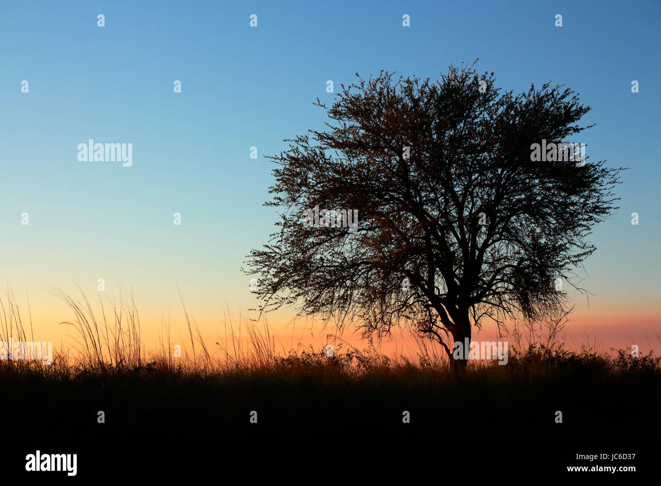 Sunset with silhouetted African Acacia tree, southern Africa Stock Photo - Alamy