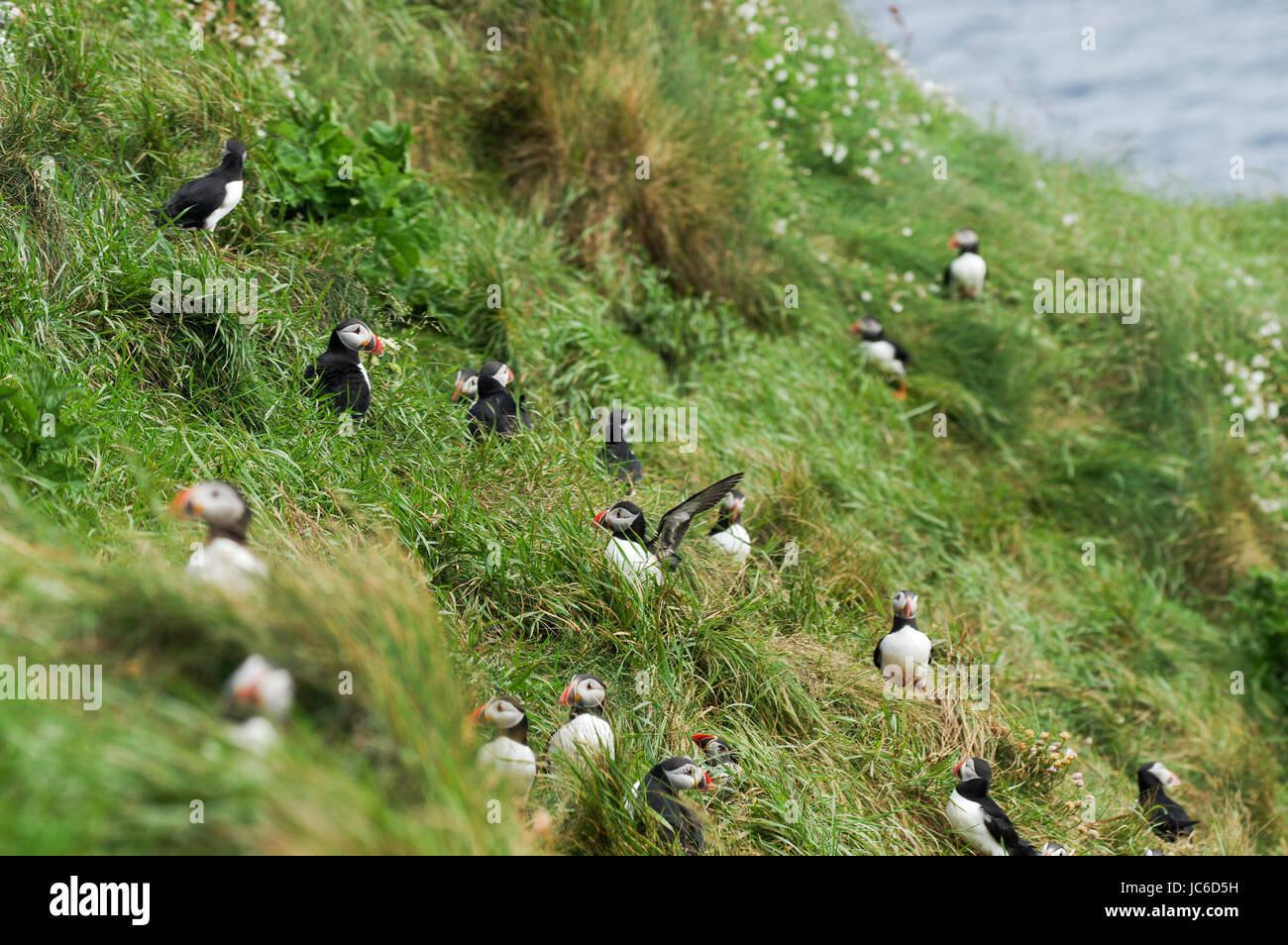 Atlantic puffin colony on Staffa - Isle of Mull, Scotland Stock Photo ...
