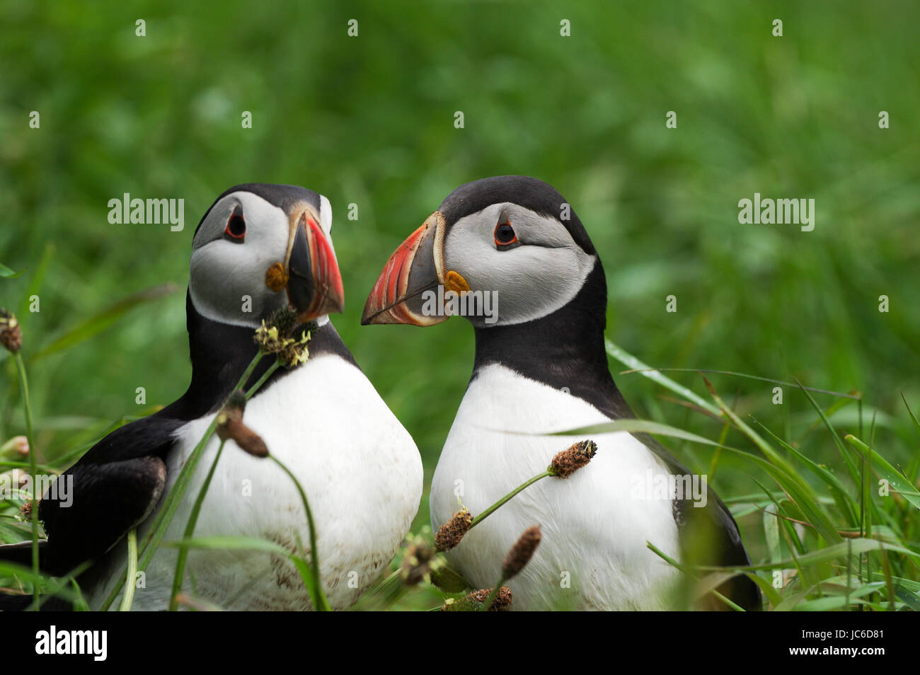 Atlantic puffin colony on Staffa - Isle of Mull, Scotland Stock Photo ...