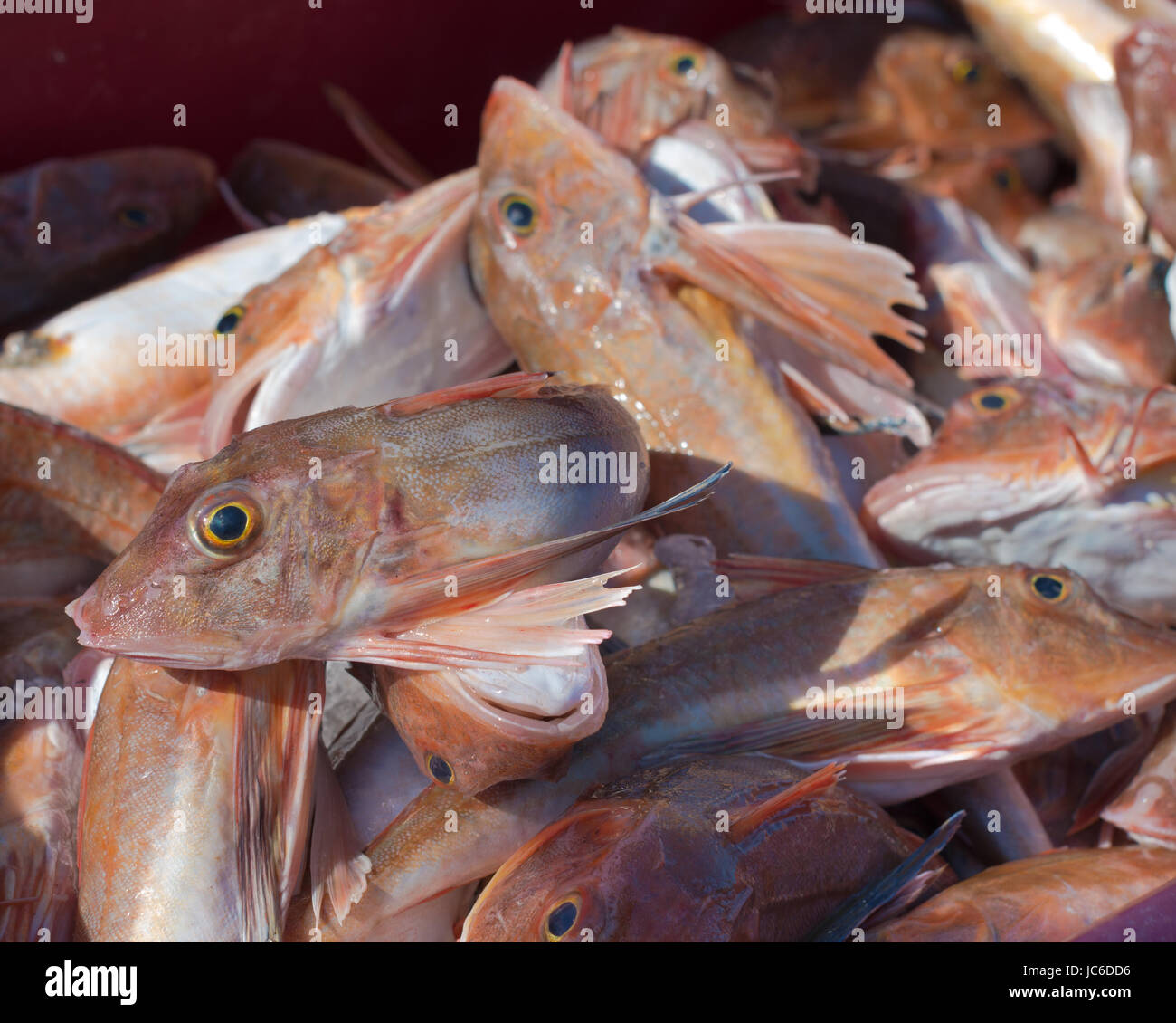 red gurnard fish in a crate in a dutch fishing harbor Stock Photo - Alamy