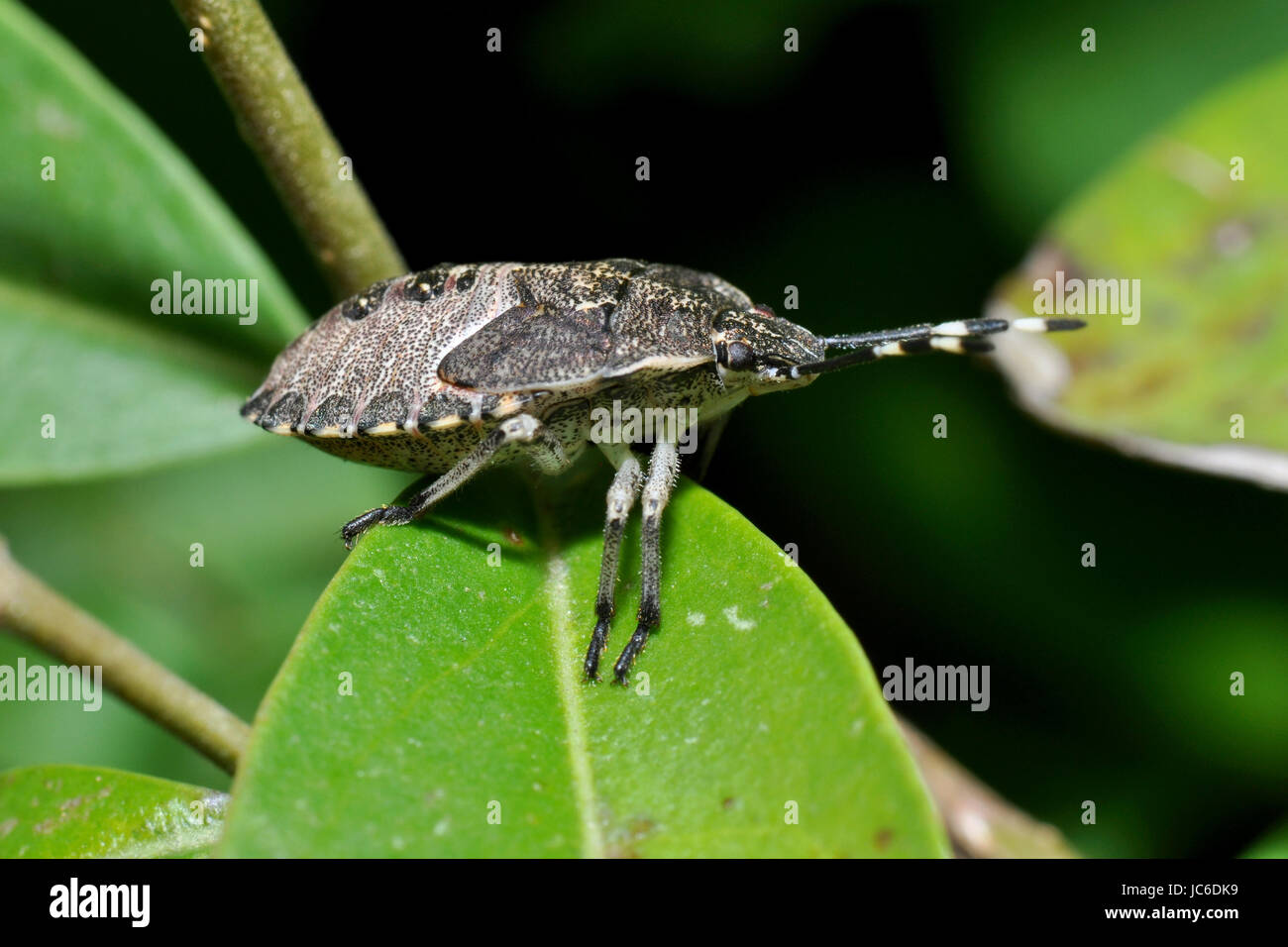 gray bug larva Stock Photo - Alamy
