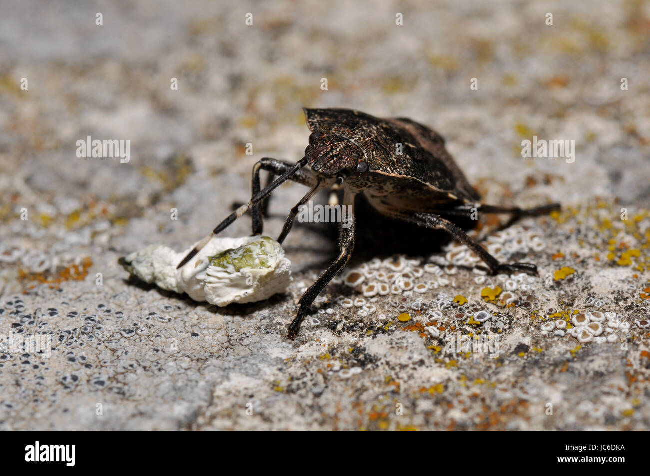 Bug larvae hi-res stock photography and images - Alamy
