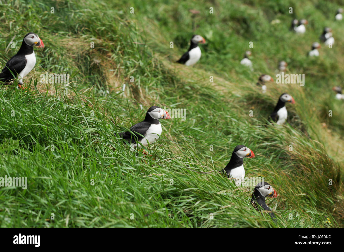 Atlantic puffin colony on Staffa - Isle of Mull, Scotland Stock Photo ...