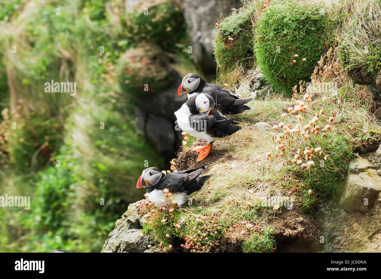 Atlantic puffin colony on Staffa - Isle of Mull, Scotland Stock Photo ...