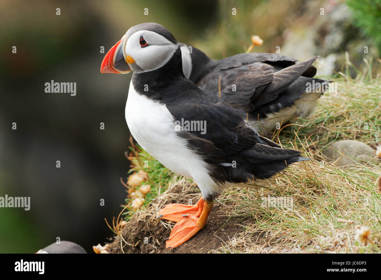 Atlantic puffin colony on Staffa - Isle of Mull, Scotland Stock Photo ...