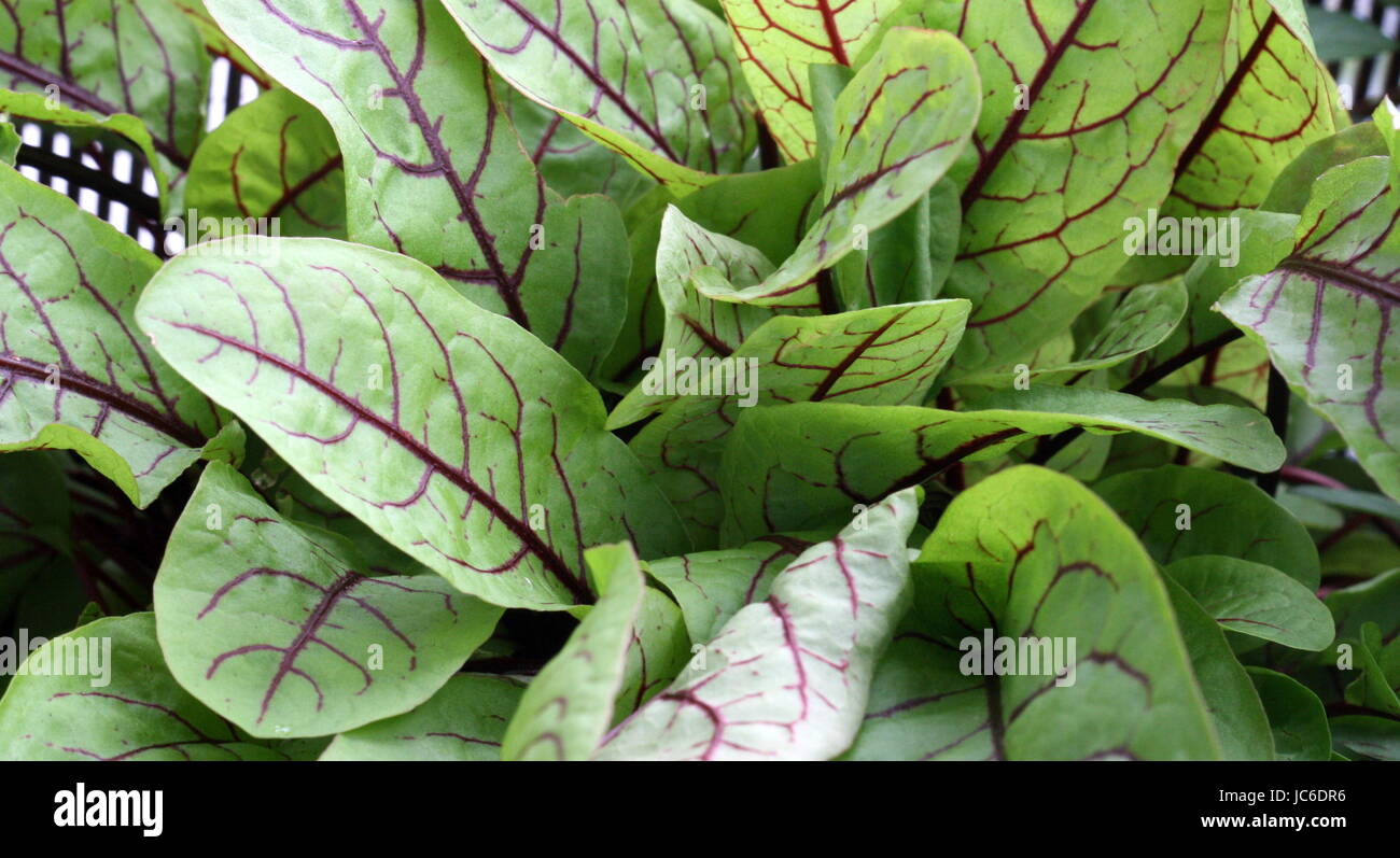 Blutampfer rumex sanguineus hi-res stock photography and images - Alamy