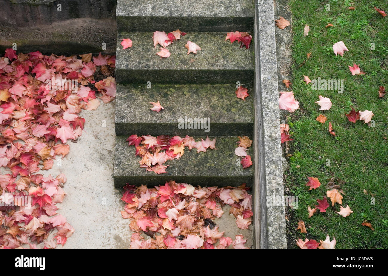 Fallen leaves and concrete steps Stock Photo - Alamy