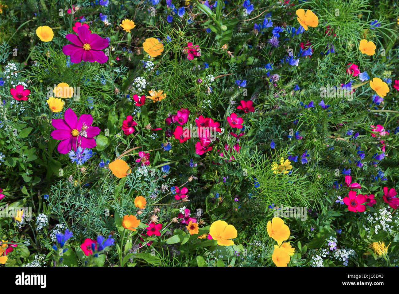 Bunte Wiese mit blühenden Blumen Stock Photo - Alamy
