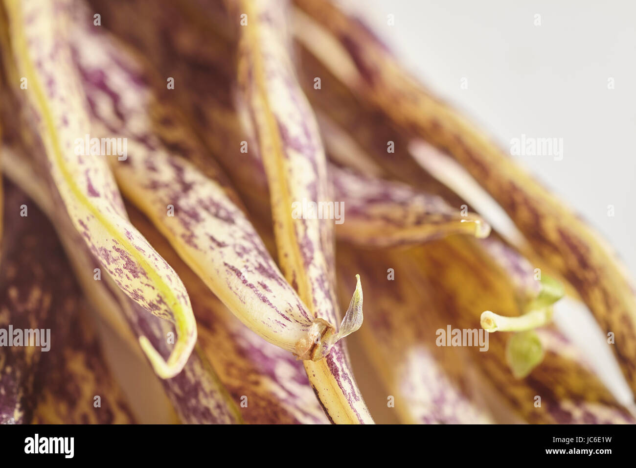 raw, fresh, dragon's tongue beans, an heirloom variety Stock Photo - Alamy