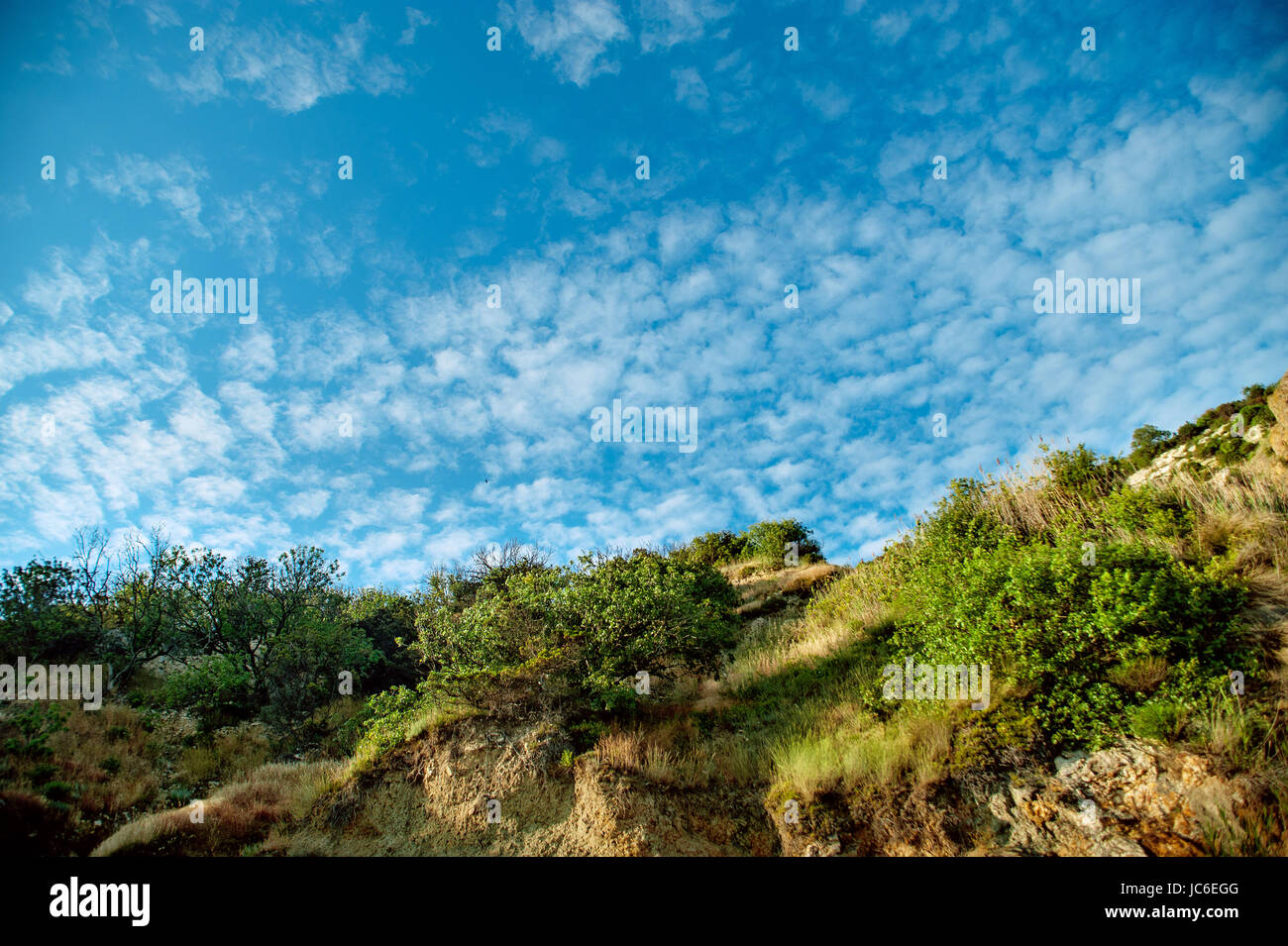 Field trees and blue sky Stock Photo - Alamy