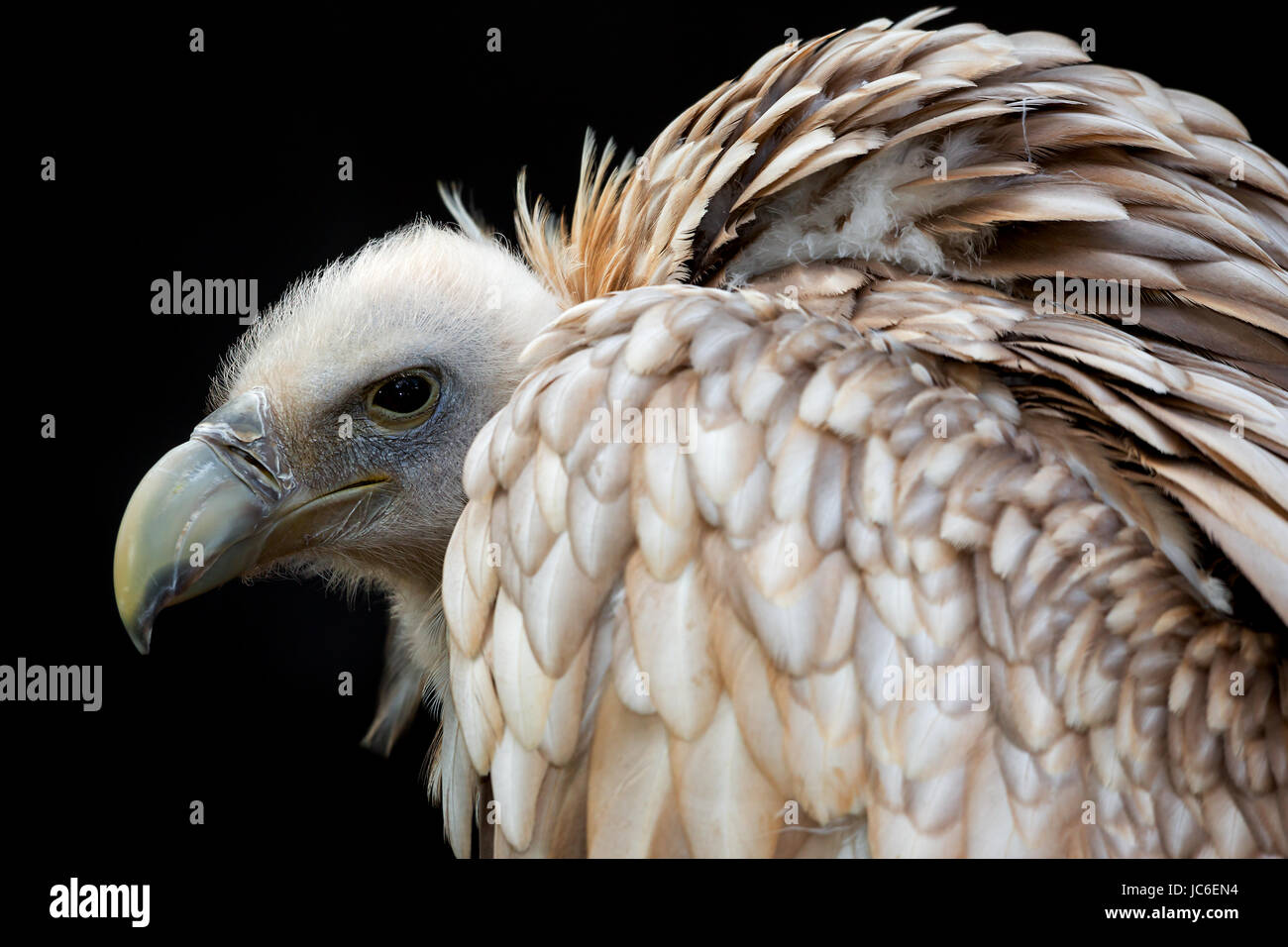 Gyps himalayensis portrait hi-res stock photography and images - Alamy