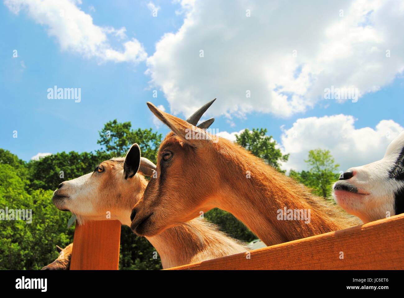 Four horn goat hi-res stock photography and images - Alamy