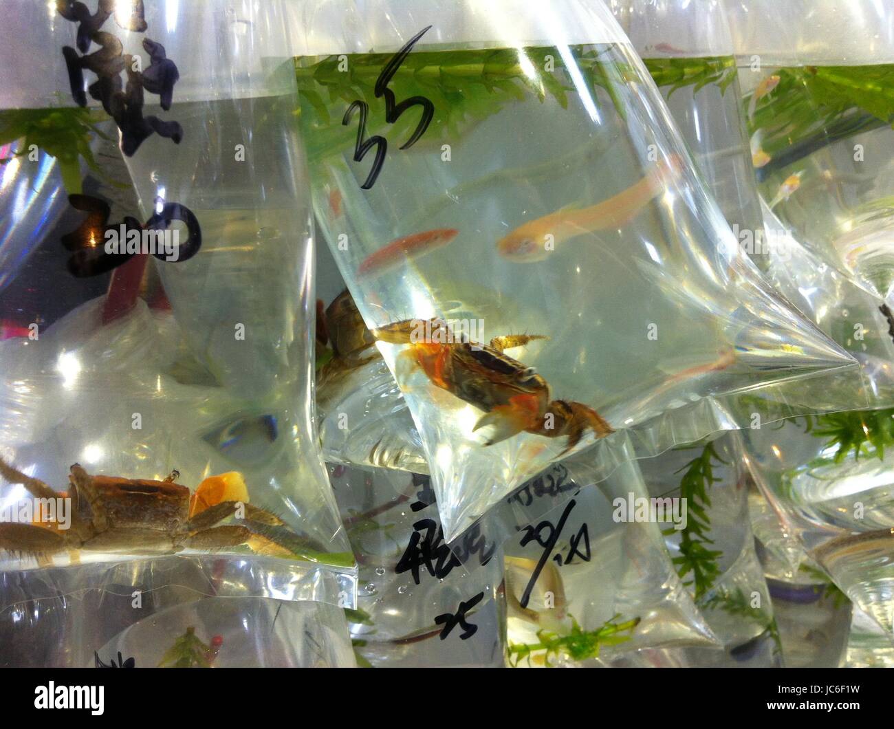Fish market hk hi-res stock photography and images - Alamy