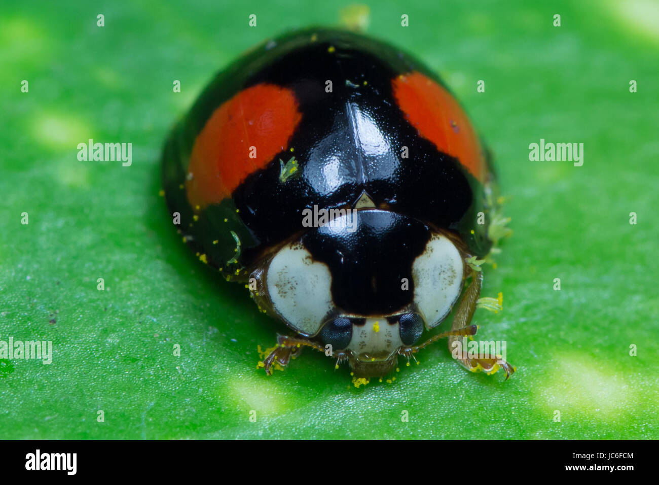 Makrofoto hi-res stock photography and images - Alamy