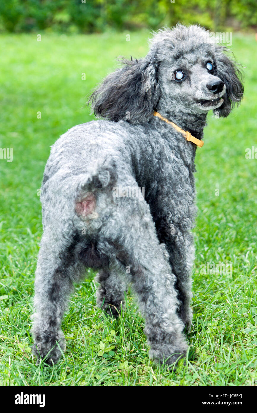 Sick toy poodle sitting on hi-res stock photography and images - Alamy