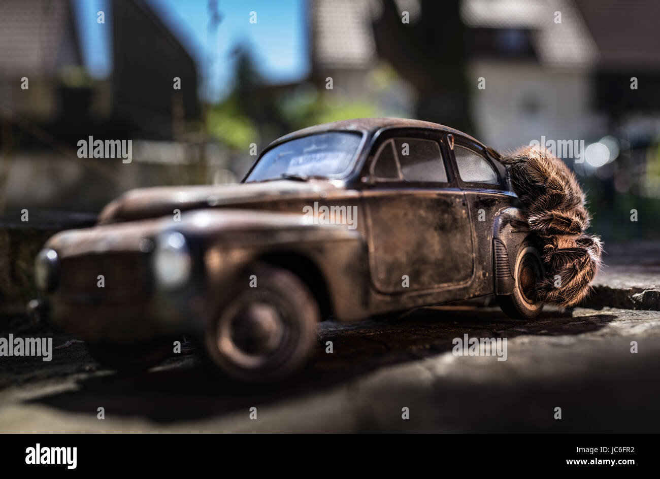 Hairy spider hi-res stock photography and images - Alamy