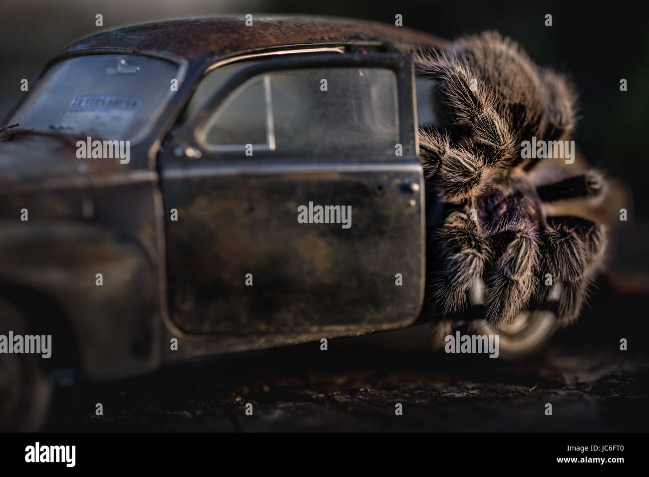 Bird Spider Grammostola Porterie - Vogelspinne auf Modellauto. Spider ...