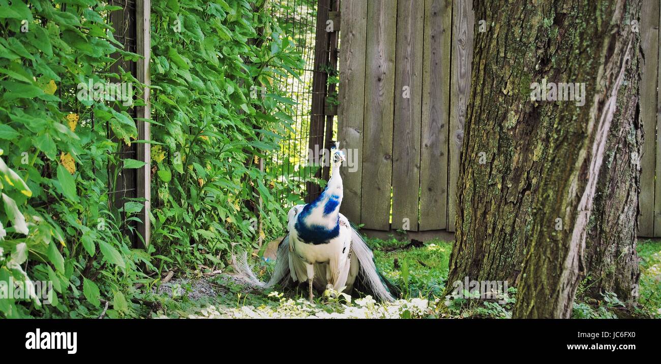 White and blue peacock Stock Photo - Alamy