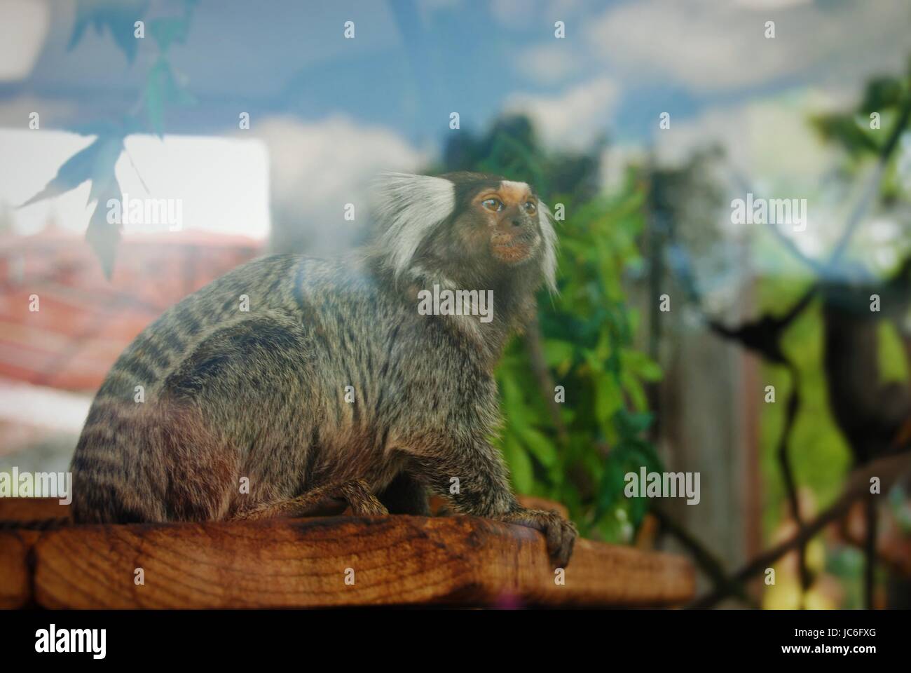 Mammal cage hi-res stock photography and images - Alamy