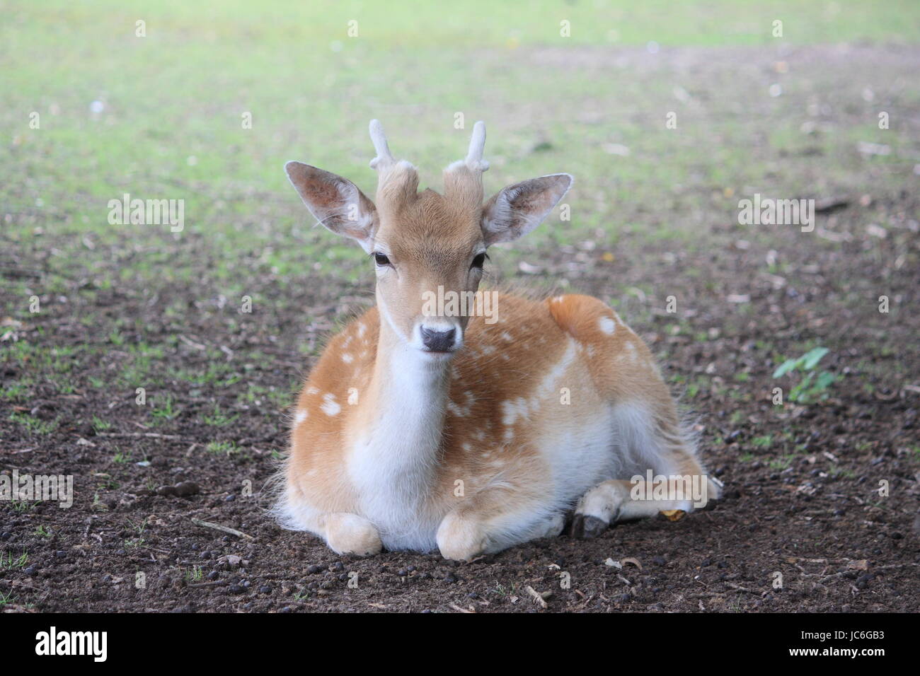 Wildtierpark hi-res stock photography and images - Alamy