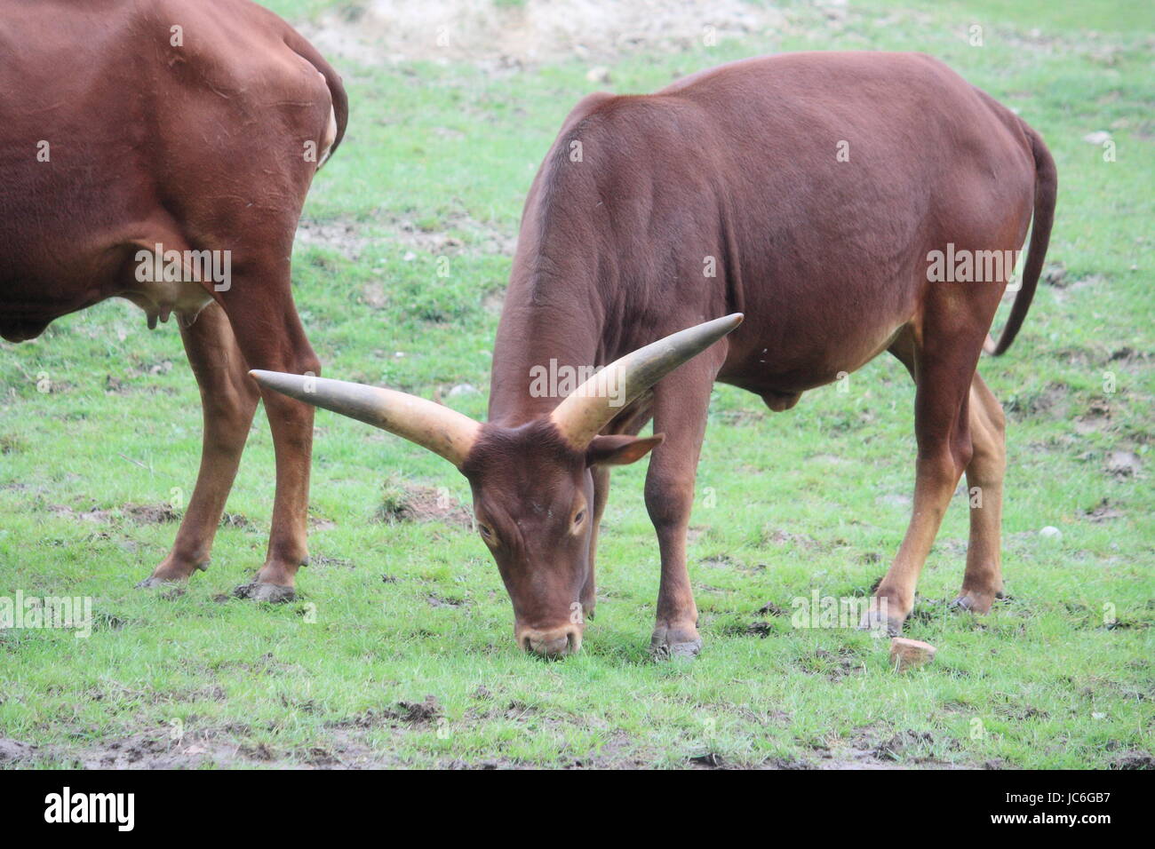 farm animal ruminant Stock Photo - Alamy