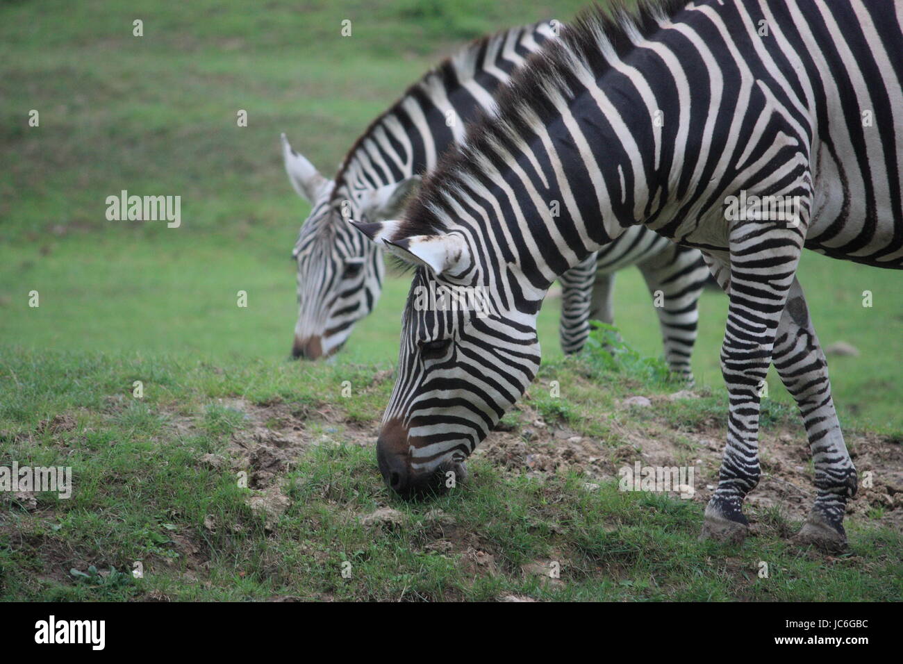 two grazing zebras Stock Photo - Alamy two grazing zebras Stock Photo - Alamy