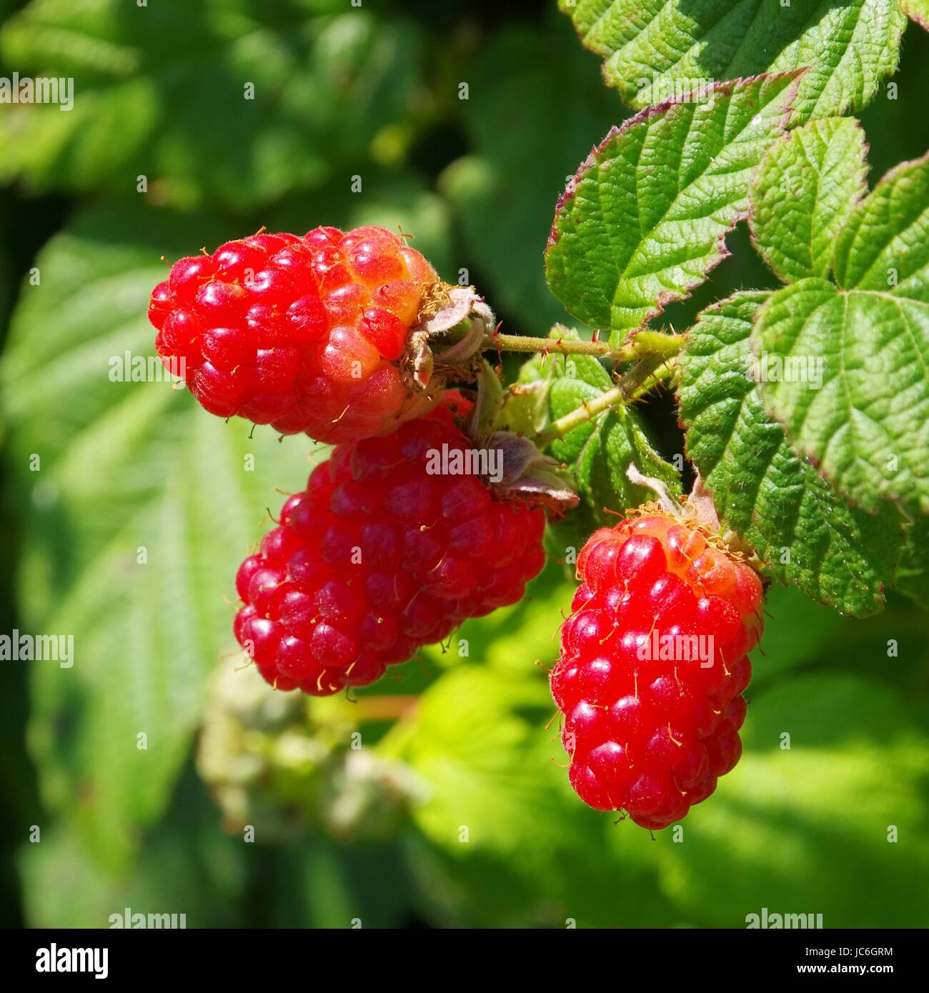 Himbeere blätter hi-res stock photography and images - Alamy