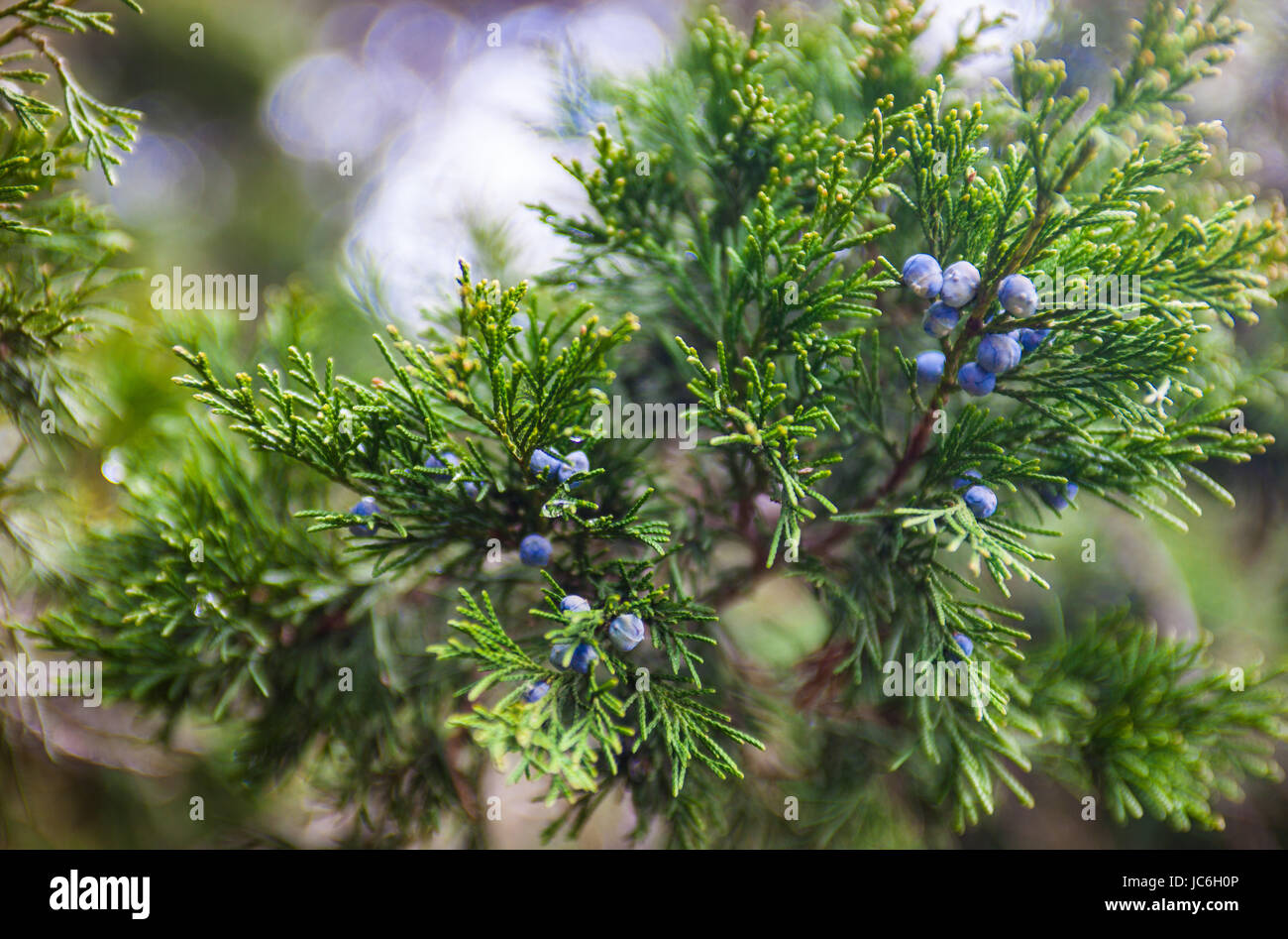 Juniper branch with blue female berry-like seed cones Stock Photo - Alamy