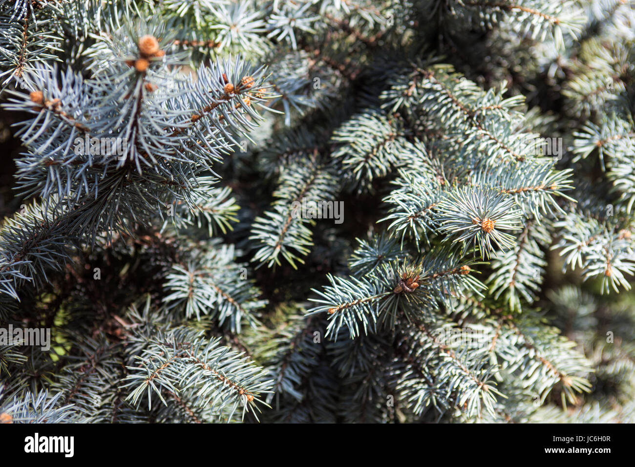 Evergreen branches of the Colorado blue spruce Stock Photo - Alamy