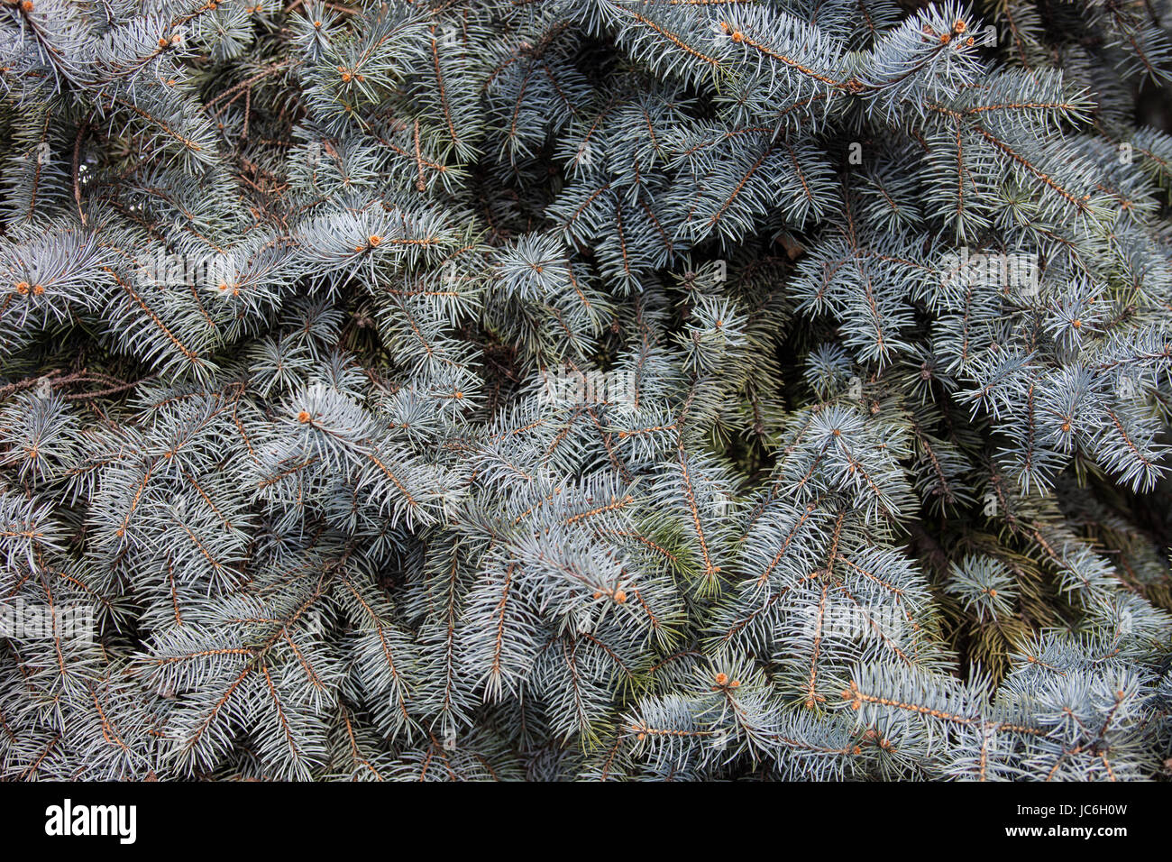 Evergreen branches of the Colorado blue spruce Stock Photo - Alamy