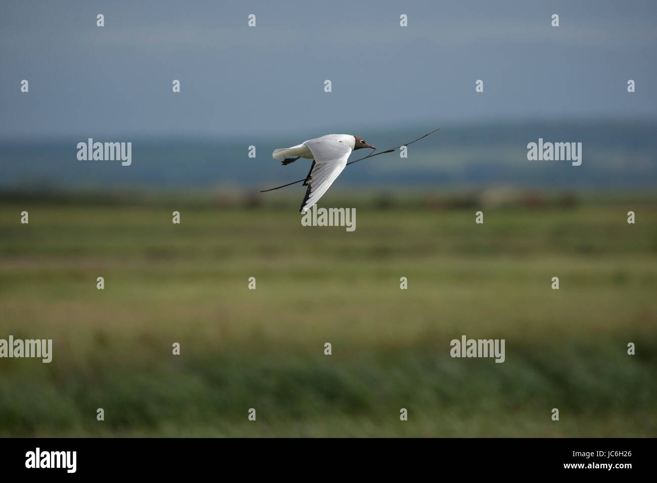 Brown headed gull carrying twig Stock Photo - Alamy