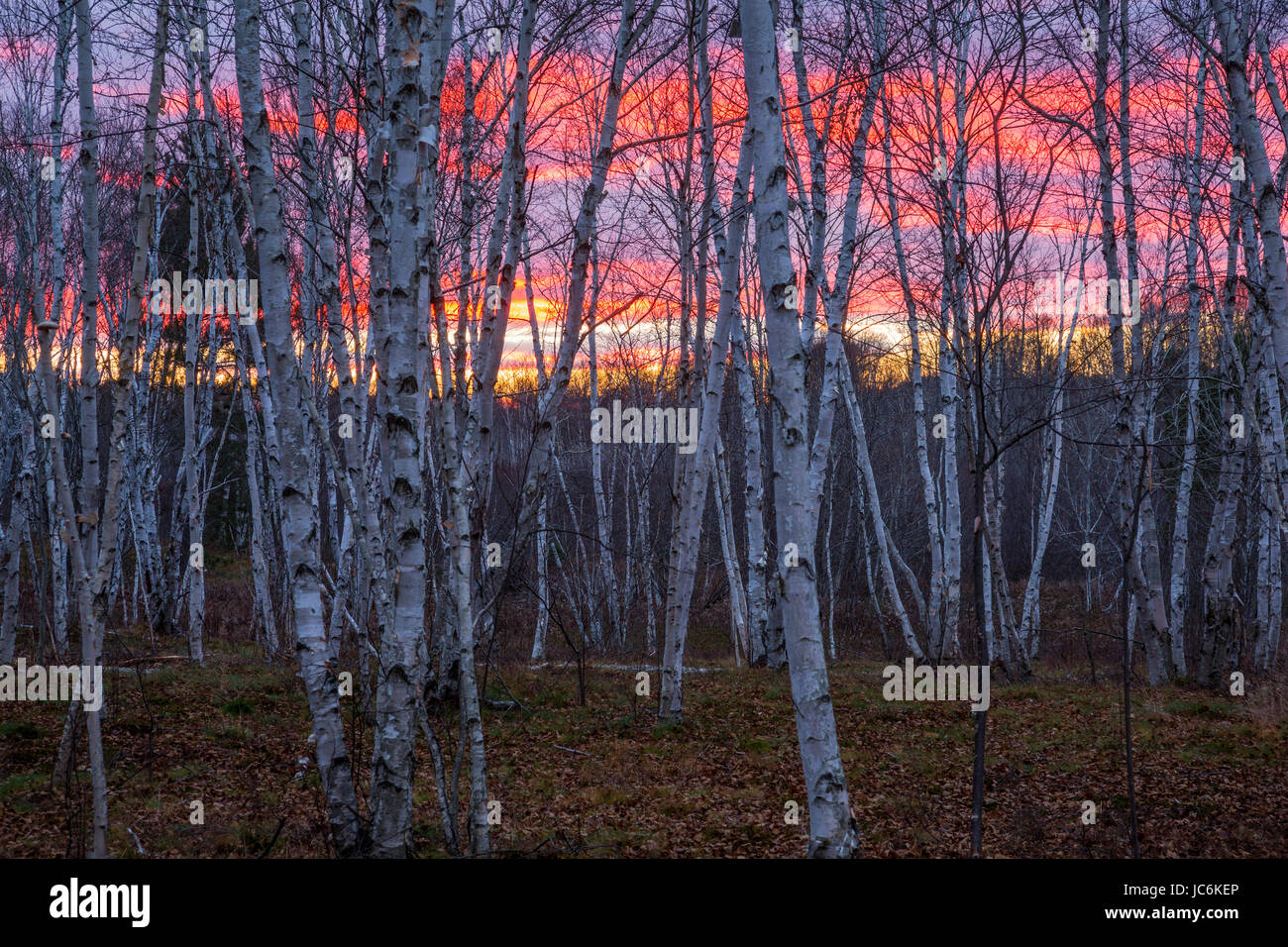 Birch in the sunset hi-res stock photography and images - Alamy