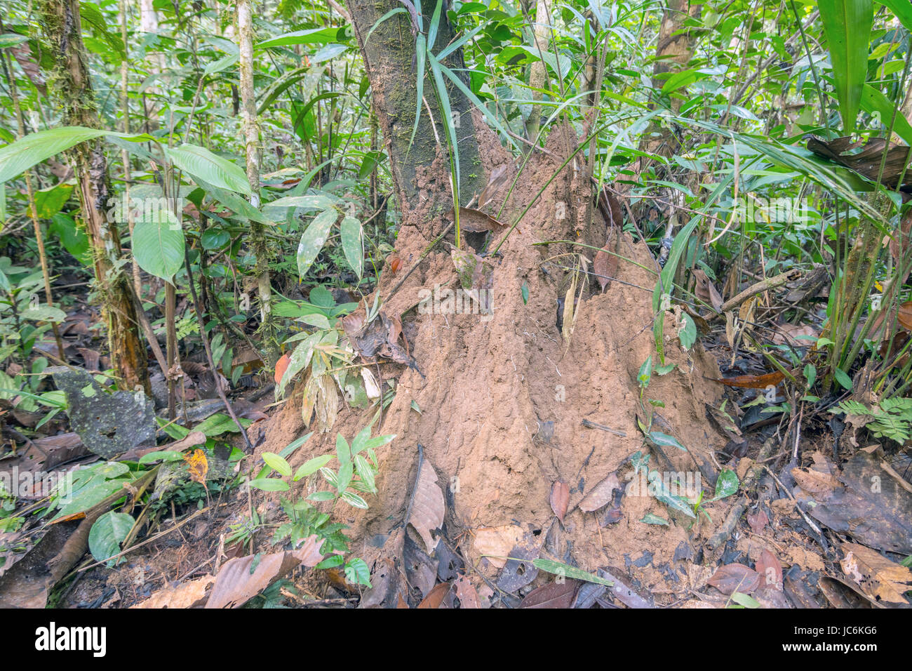 Giant Termite (Macrotermes sp.) mound on the rainforest floor near the ...