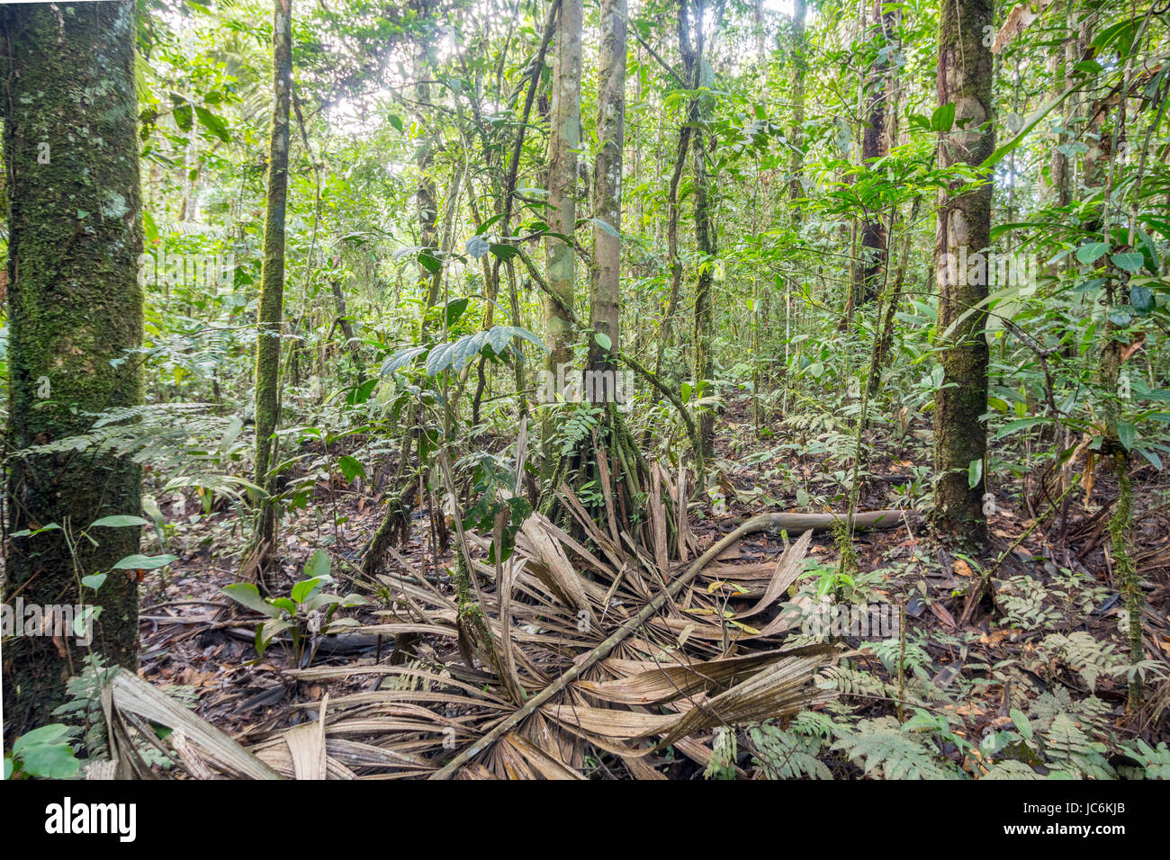 Fallen palm frond on the floor of pristine tropical rainforest in the ...