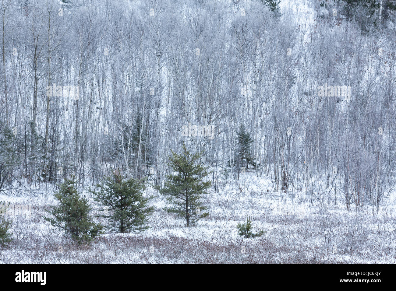 Forest after snowfall, Sudbury, Ontario, Canada Stock Photo - Alamy
