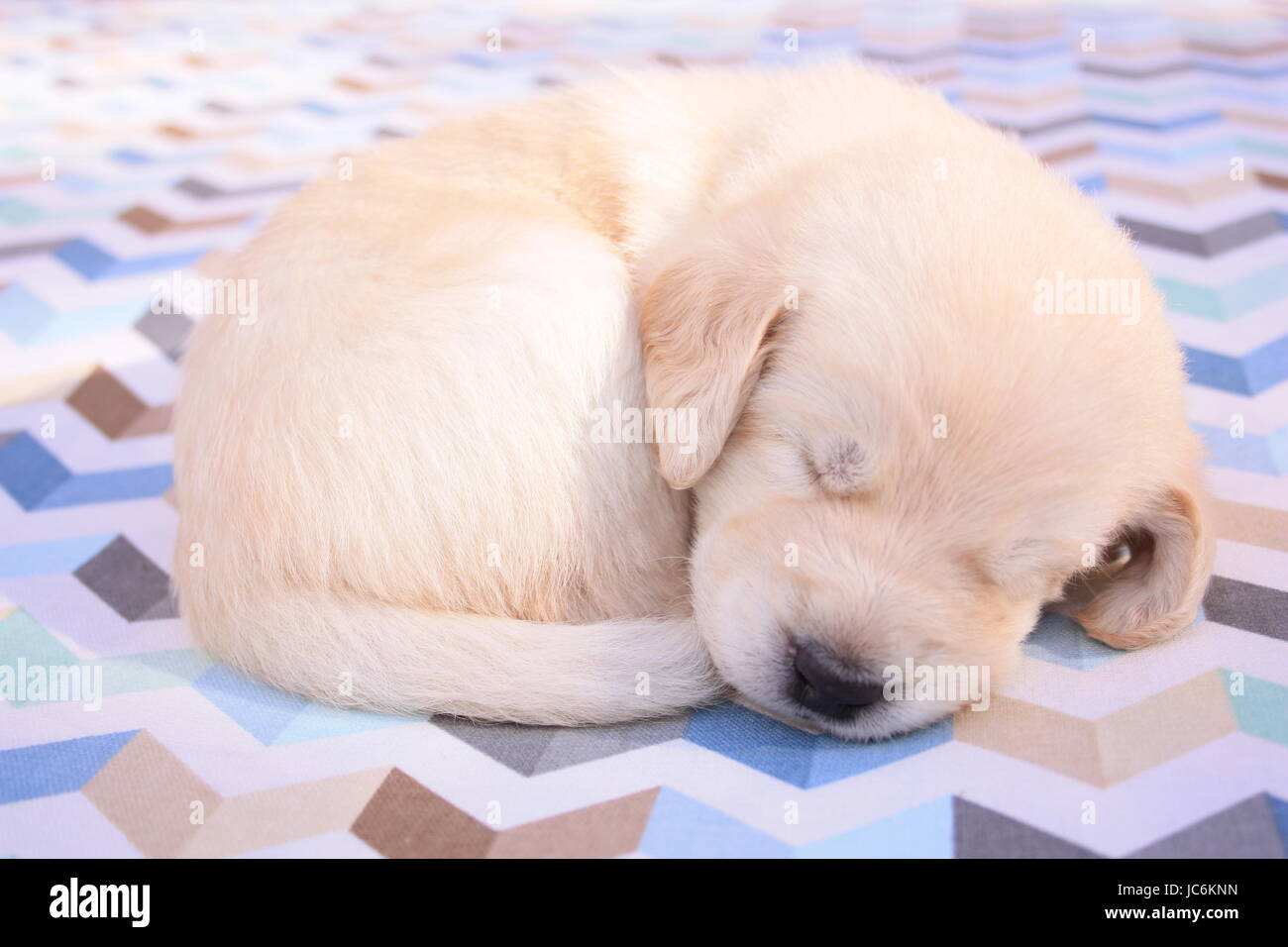 3 week old pups Stock Photo - Alamy