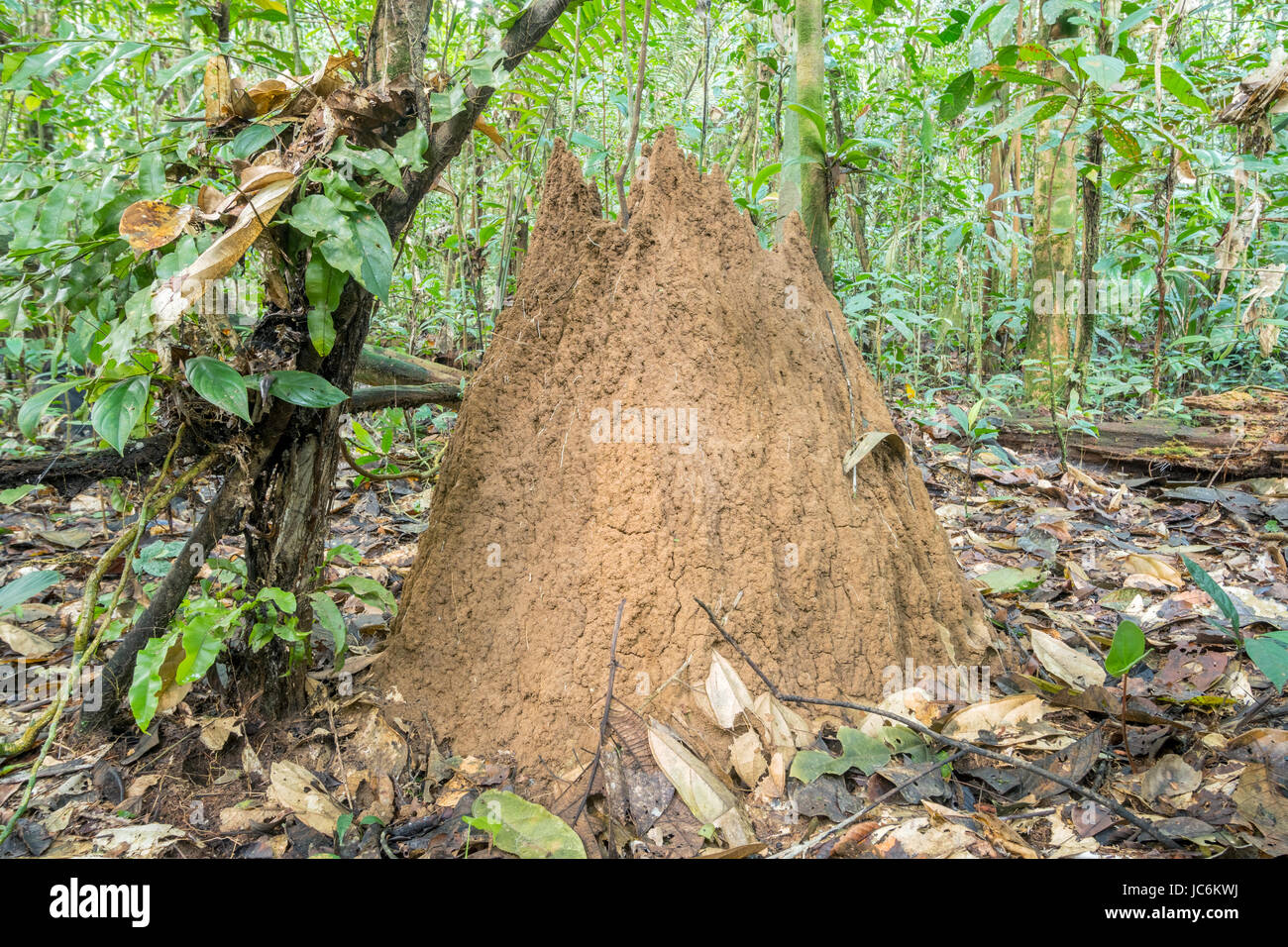 Giant Termite (Macrotermes sp.) mound on the rainforest floor near the ...