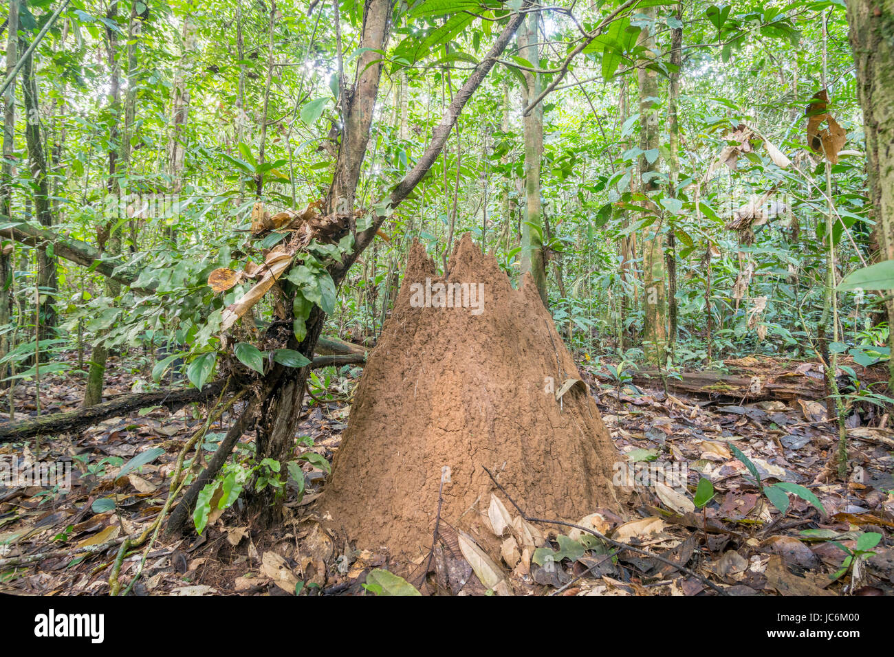 Giant Termite (Macrotermes sp.) mound on the rainforest floor near the ...