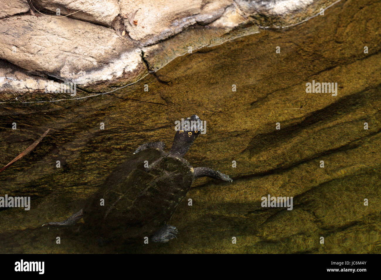 Geoclemys hamiltonii hi-res stock photography and images - Alamy