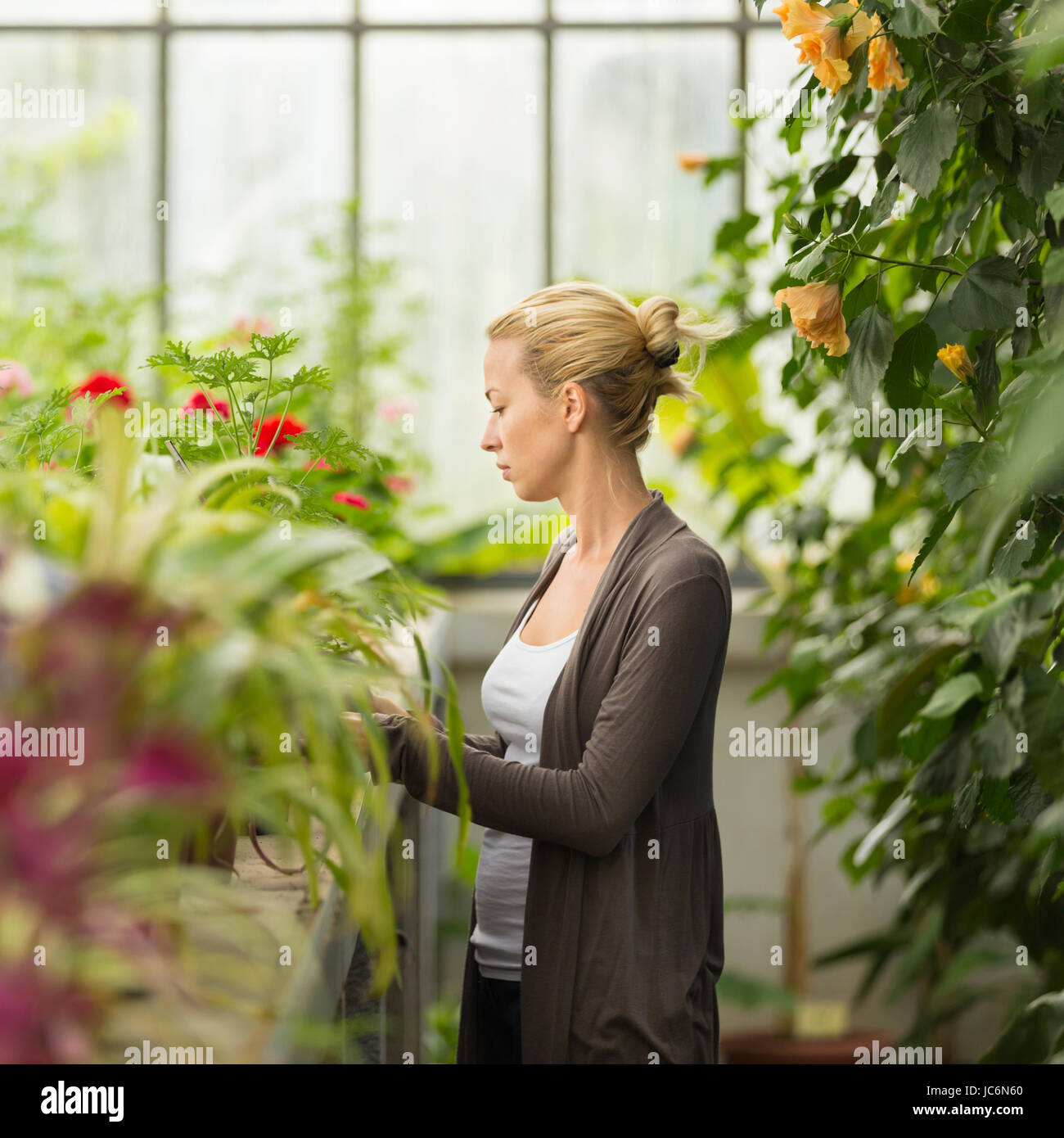 Florists woman working with flowers in a greenhouse Stock Photo - Alamy