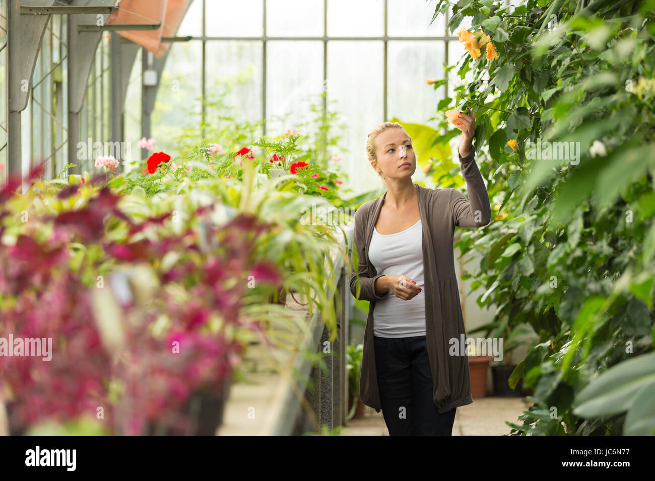 Florists woman working with flowers in a greenhouse Stock Photo - Alamy