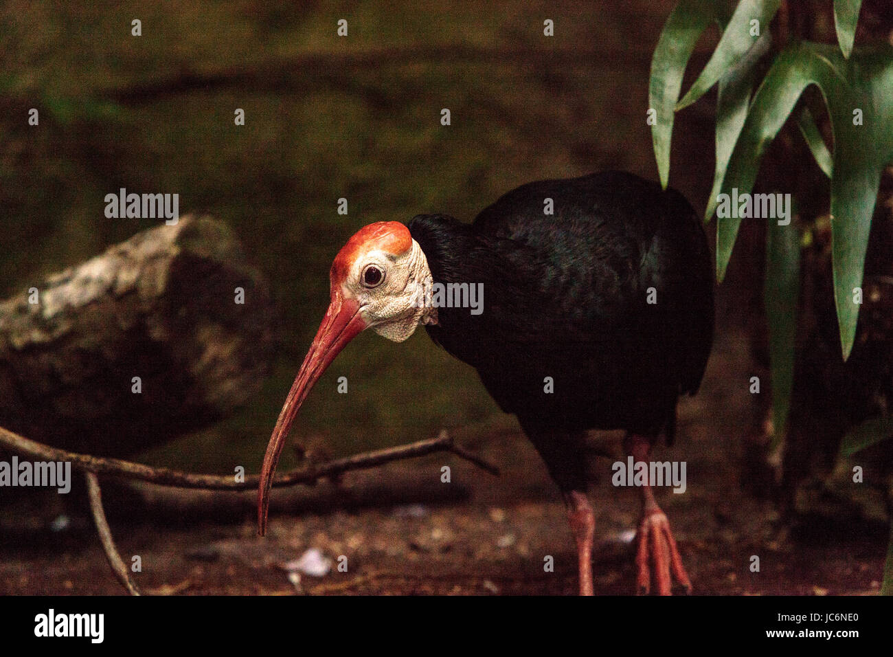 Geronticus calvus hi-res stock photography and images - Alamy