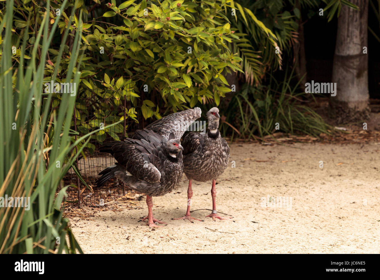 Southern screamer bird Chauna torquata from South America including ...