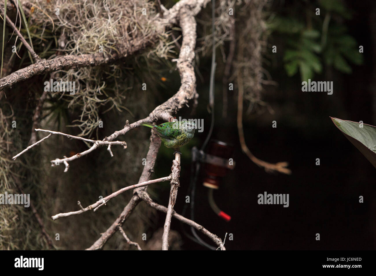 Tangara punctate hi-res stock photography and images - Alamy